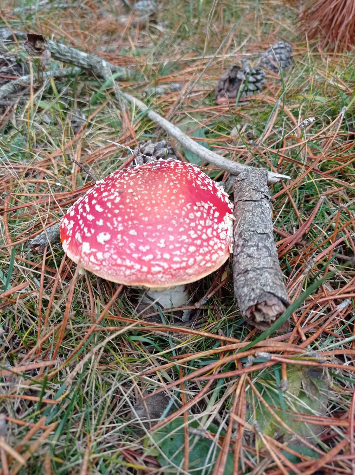 Temporada de Bolets 2023 en Rasos de Peguera