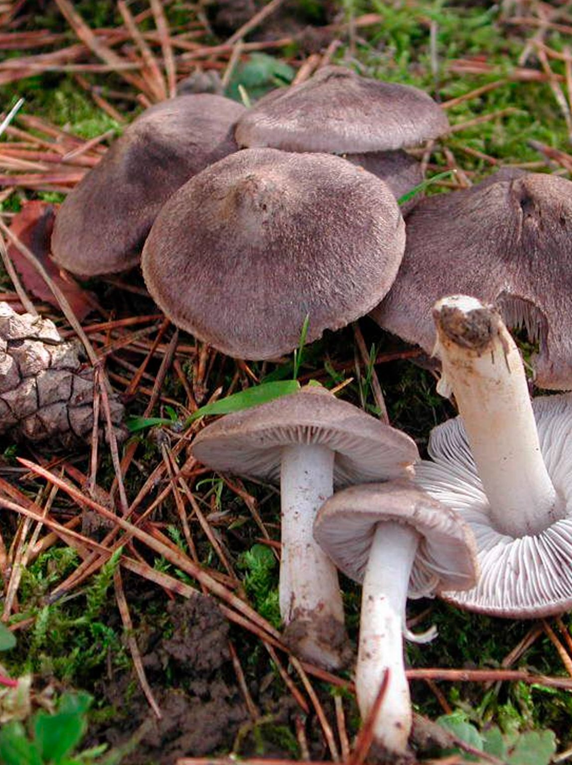 Temporada de Bolets 2023 en Rasos de Peguera